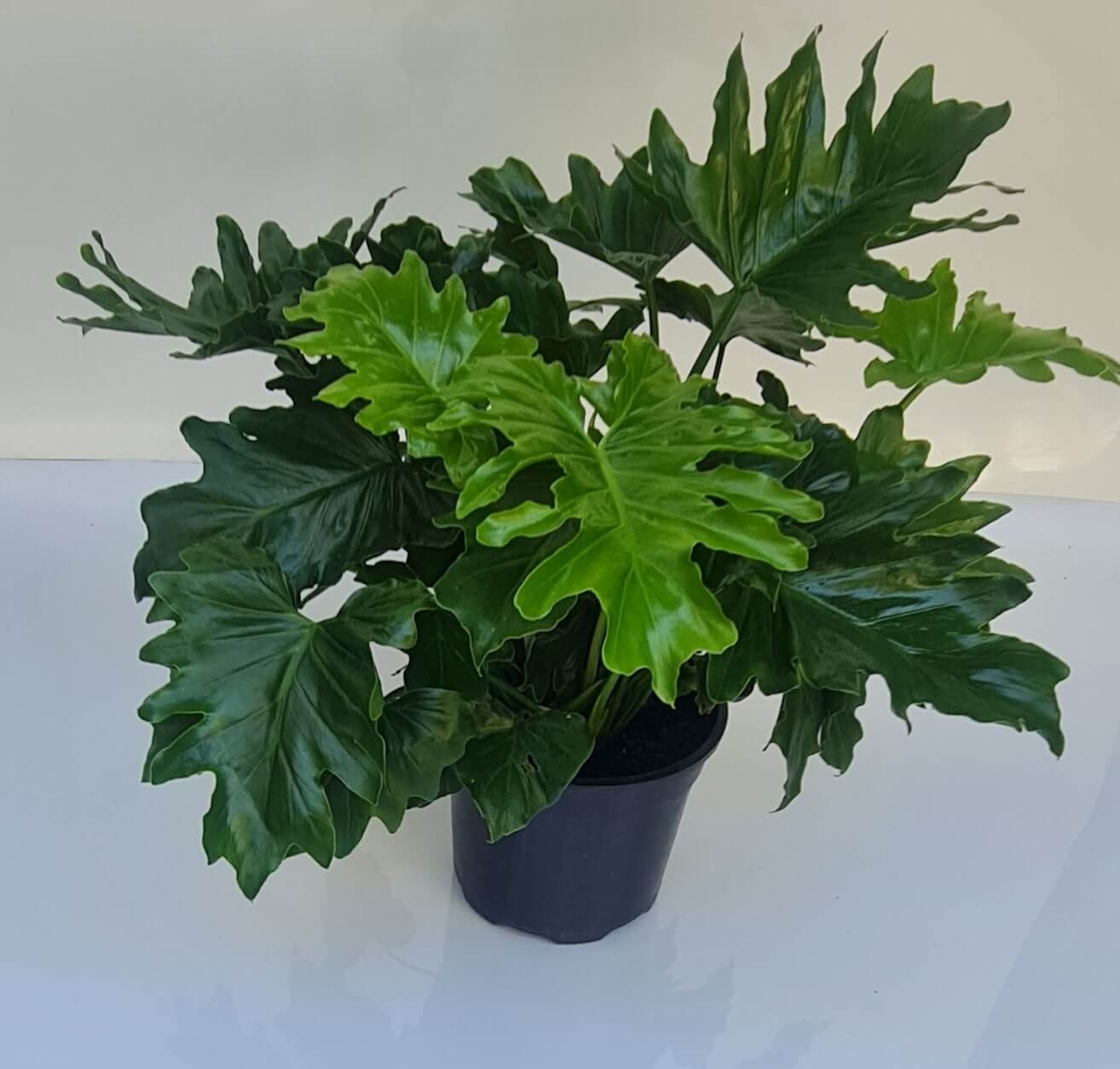 PHILADENDRON SELLOUM - Flora & Decor