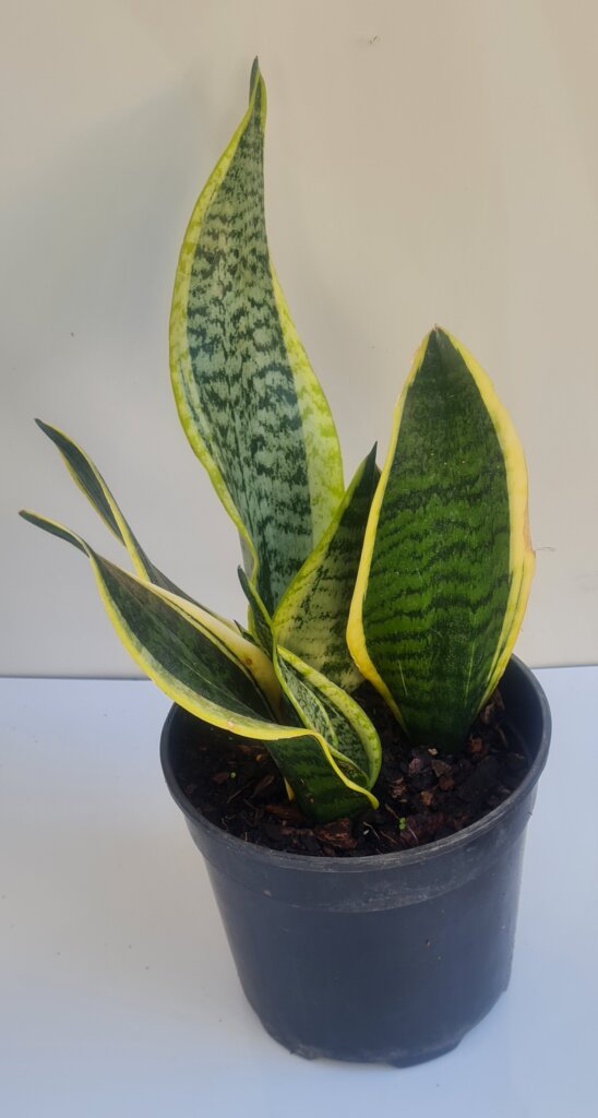 SANSEVIERIA/VARIEGATED SNAKE PLANT - Flora & Decor